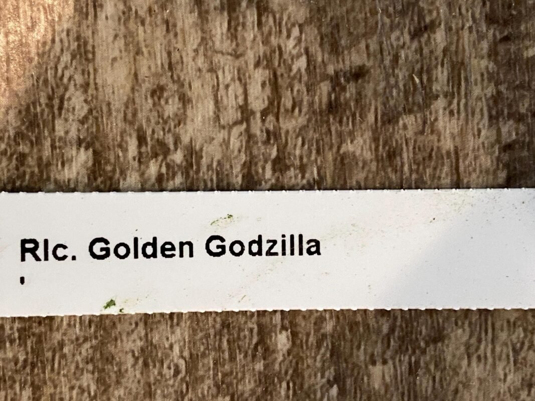 In Sheath Cattleya Rlc. Golden Godzilla (5” pot) - Everything Orchids