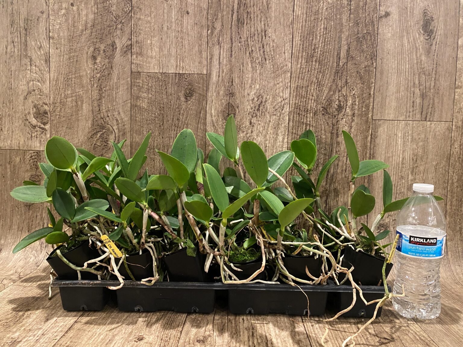 Cattleya Ctt. Ratsima Spots (2.5″ pot) - Everything Orchids