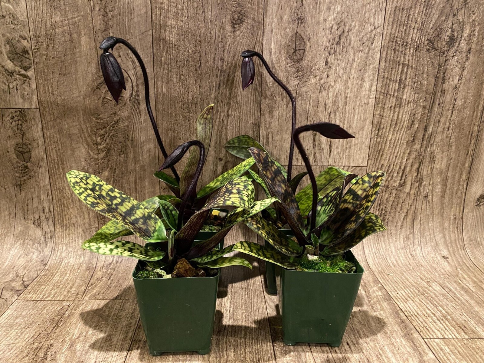 In Spike Paphiopedilum QF Voodoo × Shadow Boxer (3.5” pot) - Everything ...