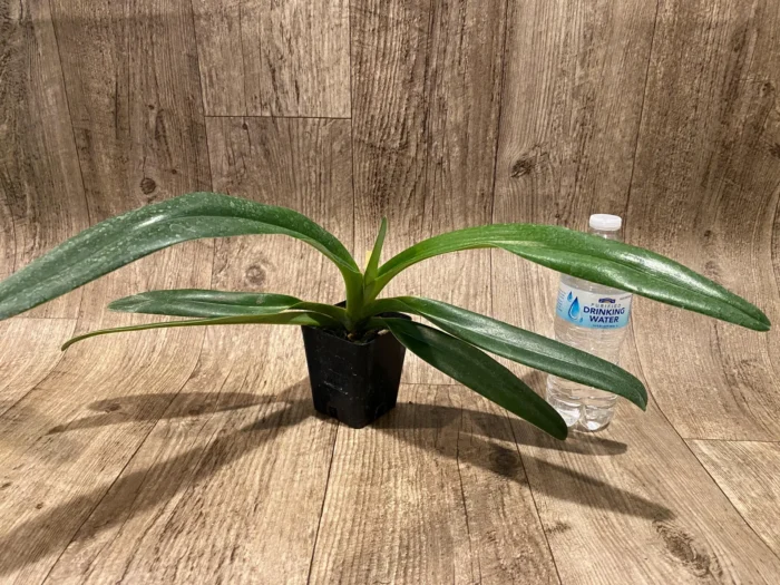 Paphiopedilum Lady Rothschild (Lady Isabel × rothschildianum) (3.5” pot ...