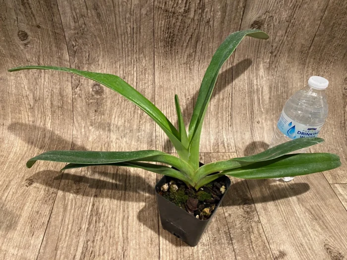 Paphiopedilum Lady Rothschild (Lady Isabel × rothschildianum) (3.5” pot ...