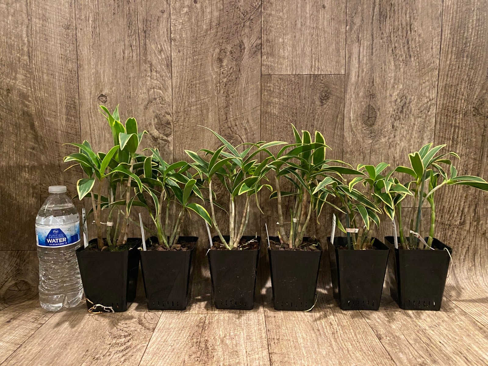 Dendrobium kingianum (variegated) (3.5” pot) - Everything Orchids