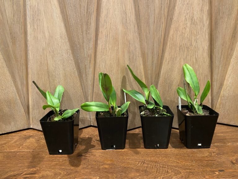 Rlc. Golf Rainbow (3.5″ pot) - Everything Orchids