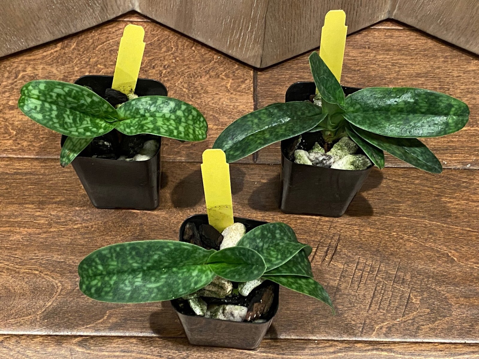 Paph. Moorei (ang thong v alba x tonsum ‘Green Gold’ HCC) (2″ pot ...