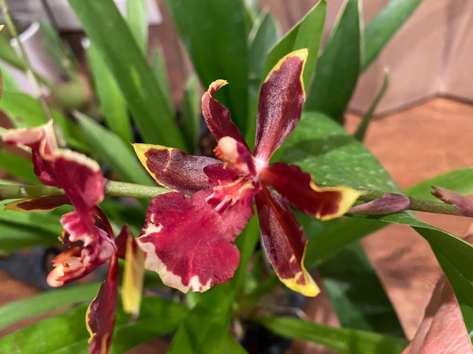 Double Tall Spikes Odontocidium Wildcat ‘Golden Red Star’ (3.5” Pot ...