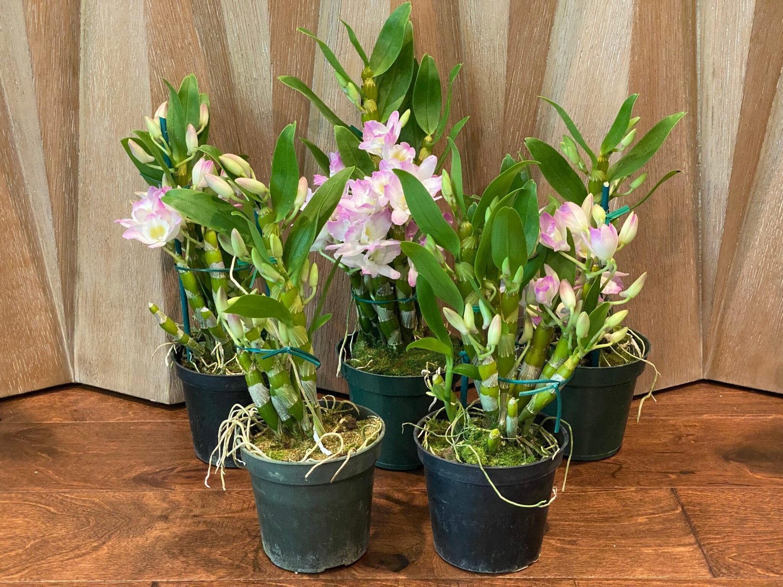 In Bloom/Buds & Fragrant – Dendrobium Fancy Angel ‘Lychee’ (4.5” pot ...