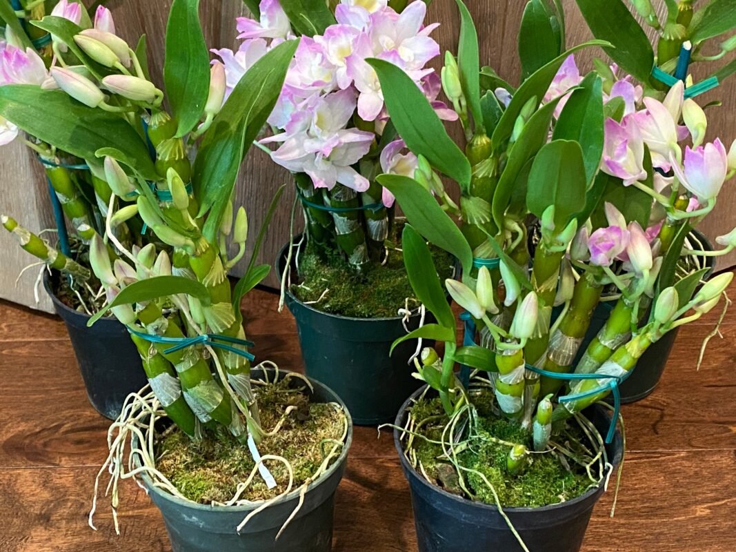 In Bloom/Buds & Fragrant – Dendrobium Fancy Angel ‘Lychee’ (4.5” pot ...