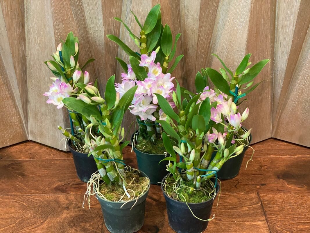 In Bloom/Buds & Fragrant – Dendrobium Fancy Angel ‘Lychee’ (4.5” pot ...