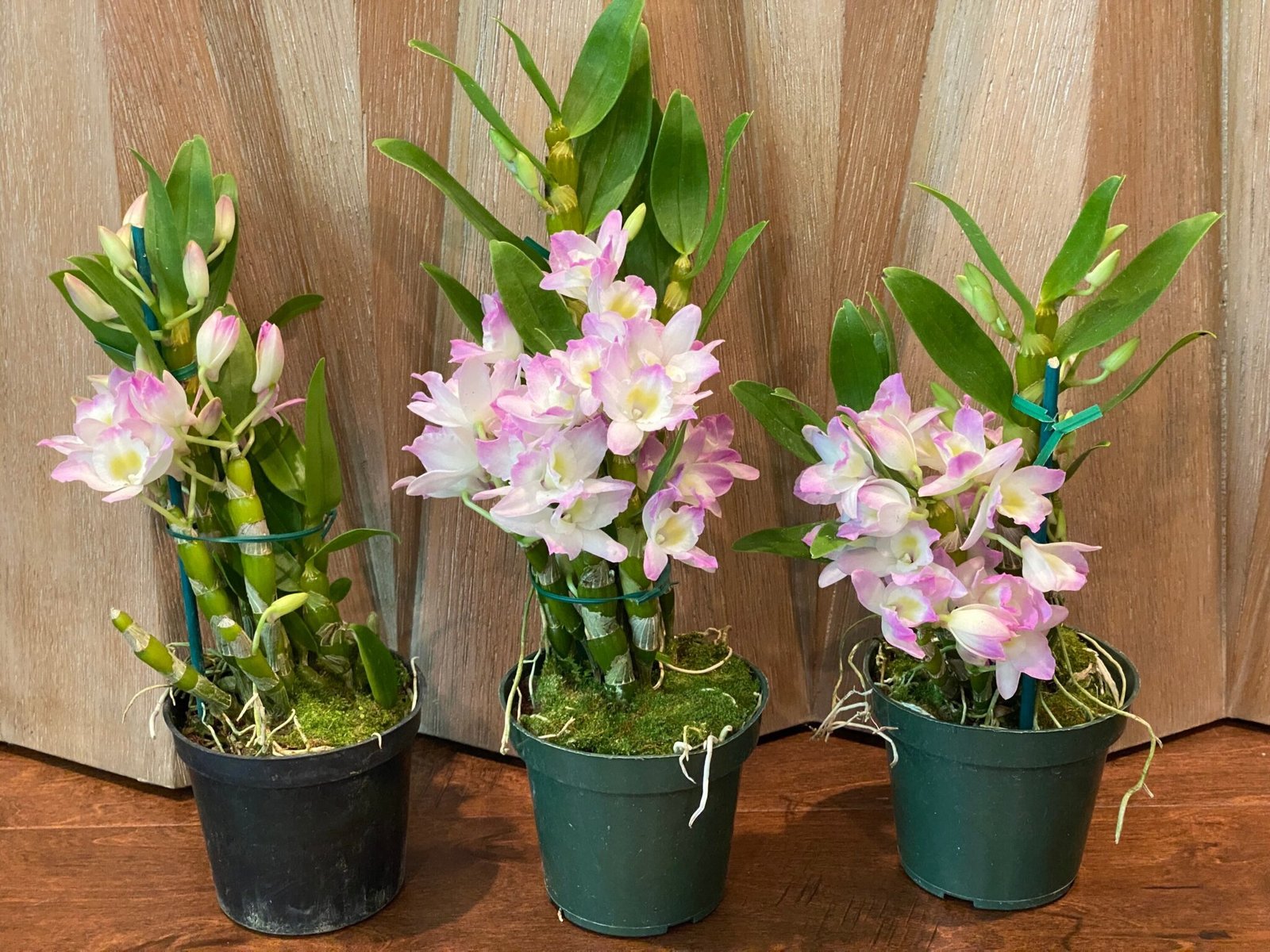 In Bloom/Buds & Fragrant – Dendrobium Fancy Angel ‘Lychee’ (4.5” pot ...