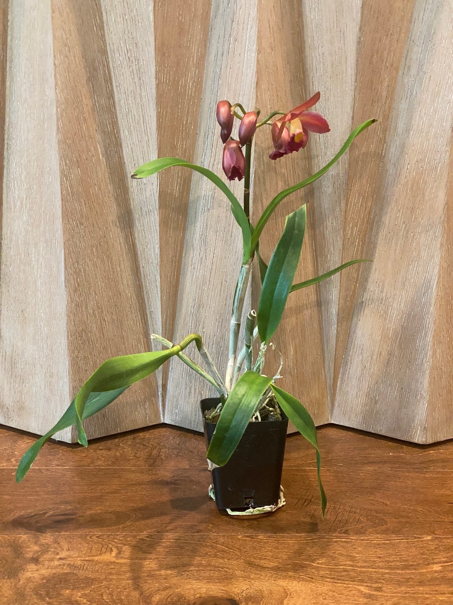 In Bloom/Spike – (Blc. Waianae Leopard x Ctna. Why Not) ‘Orange’ (3.5 ...