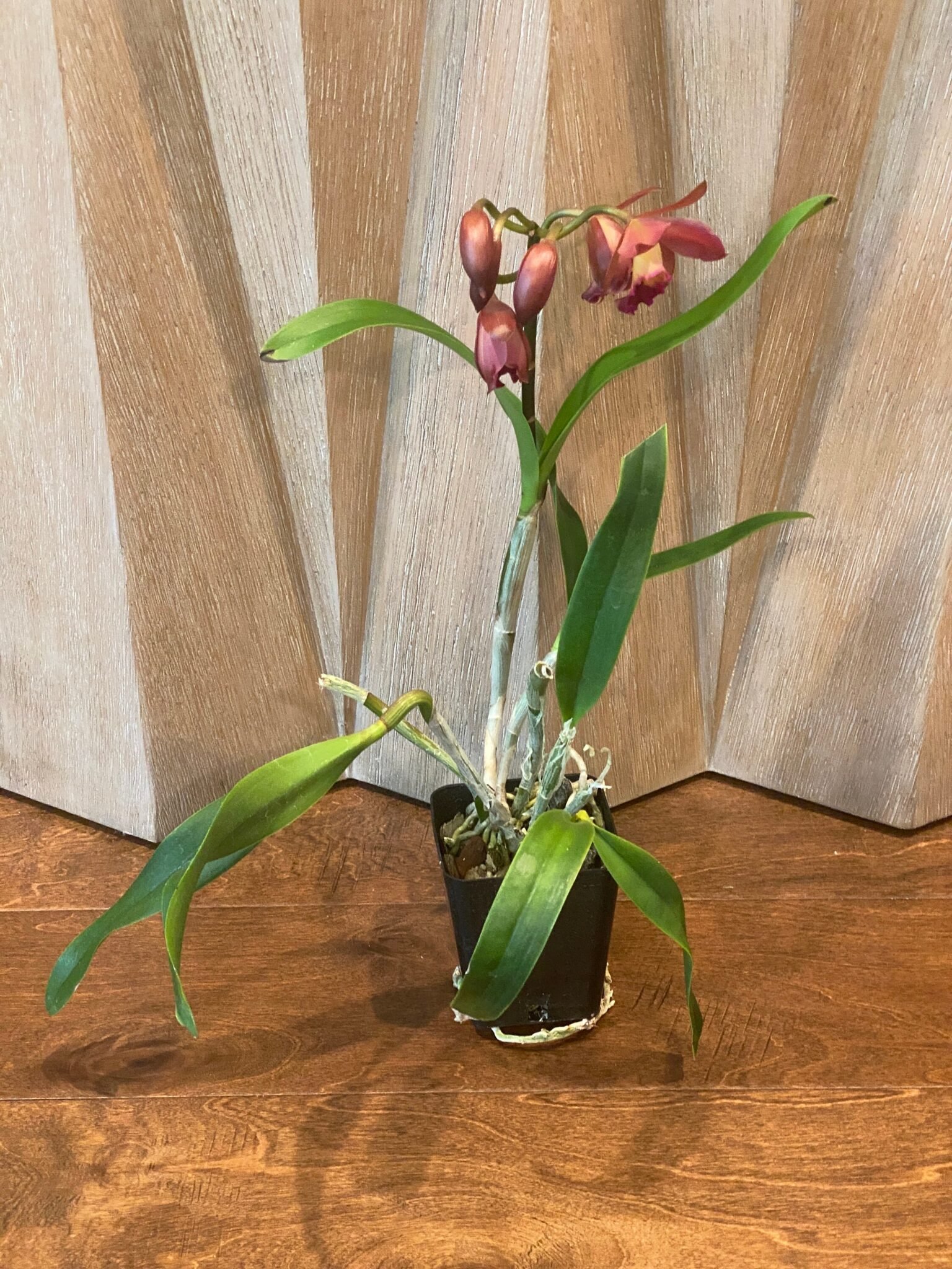 In Bloom/Spike – (Blc. Waianae Leopard x Ctna. Why Not) ‘Orange’ (3.5 ...