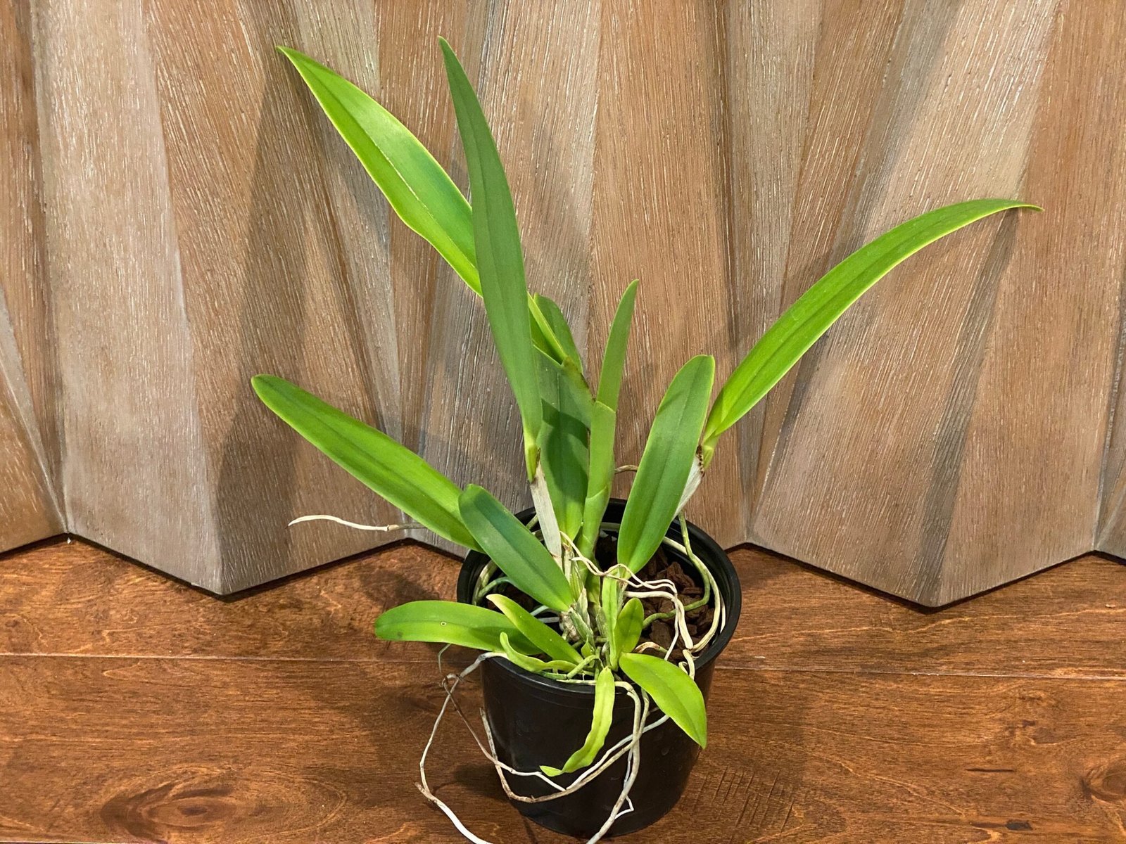 IN SHEATH & FRAGRANT- Cattleya quadricolor (chocoensis) x sib (5” pot ...