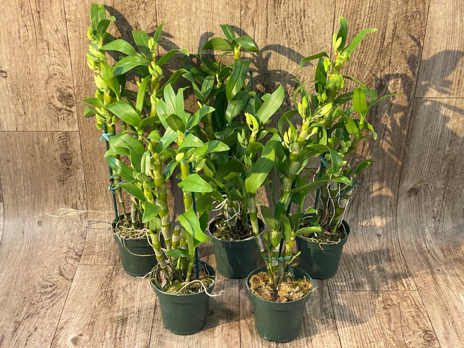 In Buds – Dendrobium Spring Dream ‘Apollon’ (4” pot) - Everything Orchids