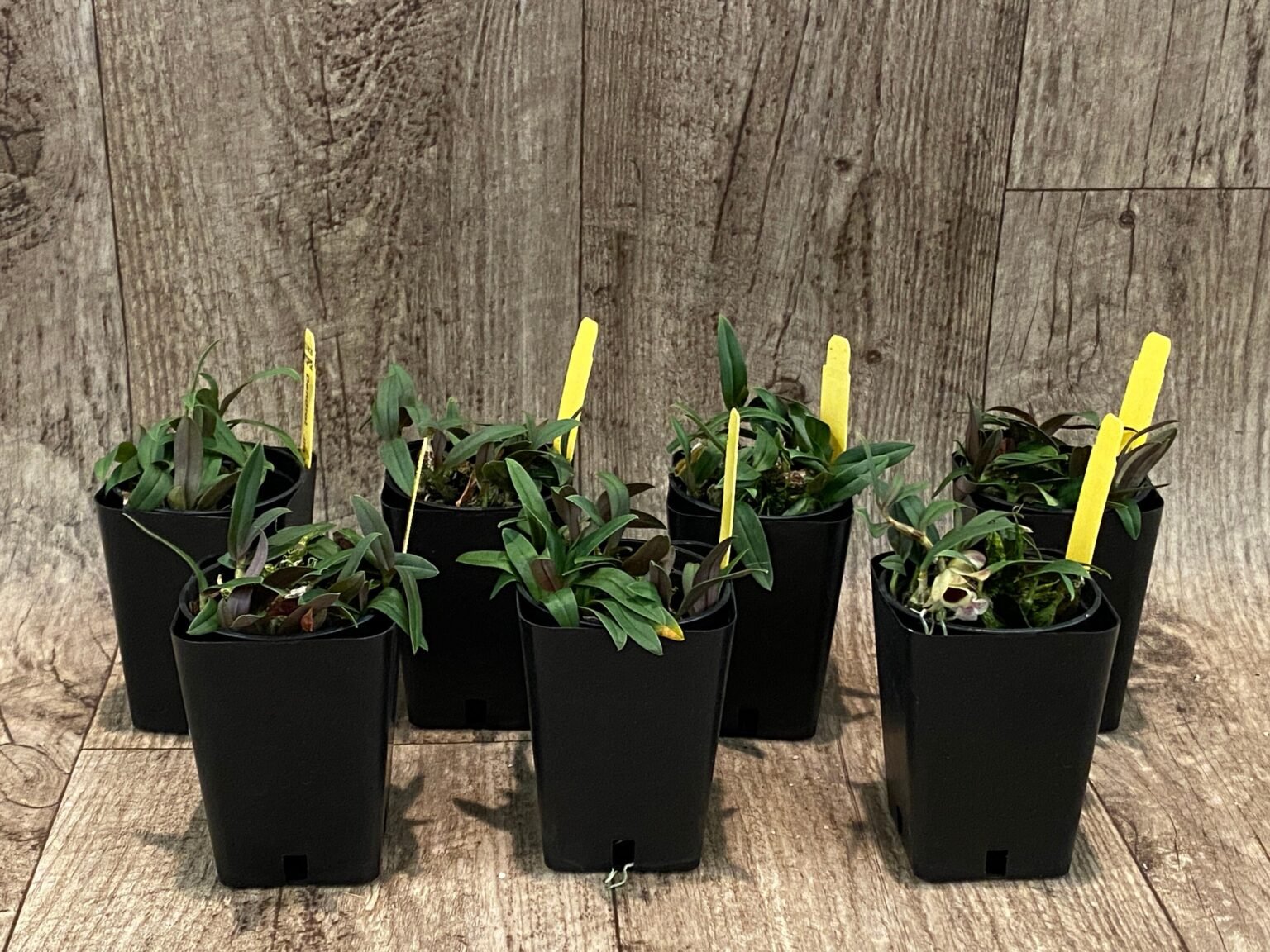 Mini – Dendrobium hekouense Blooming Size (2” pot) - Everything Orchids