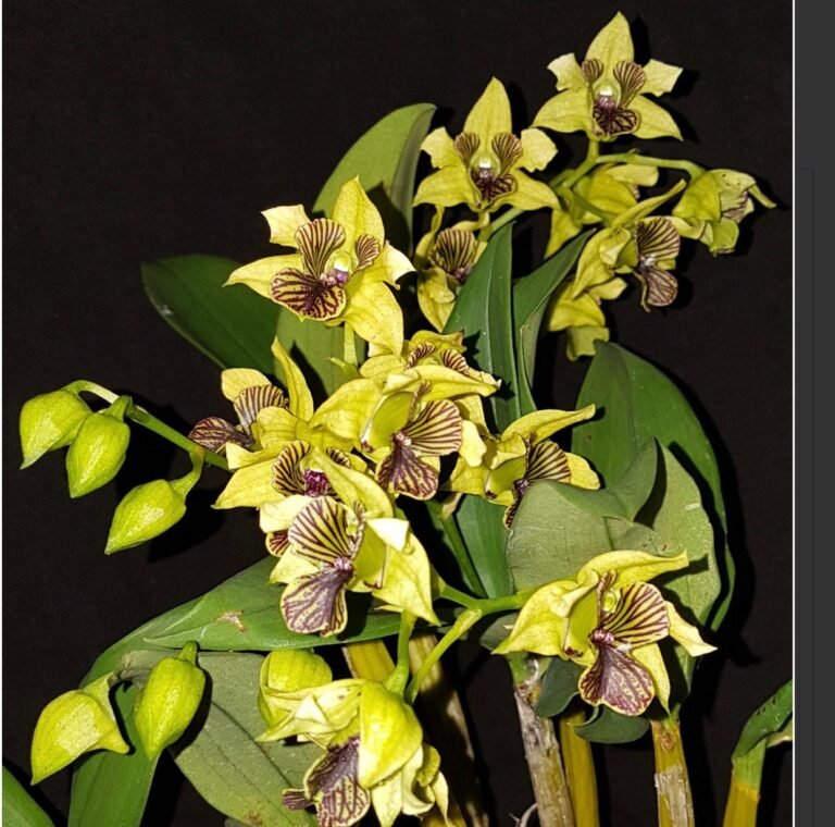 Dendrobium Green Flash (Andree Millar x convolutum) (3.5” pot ...