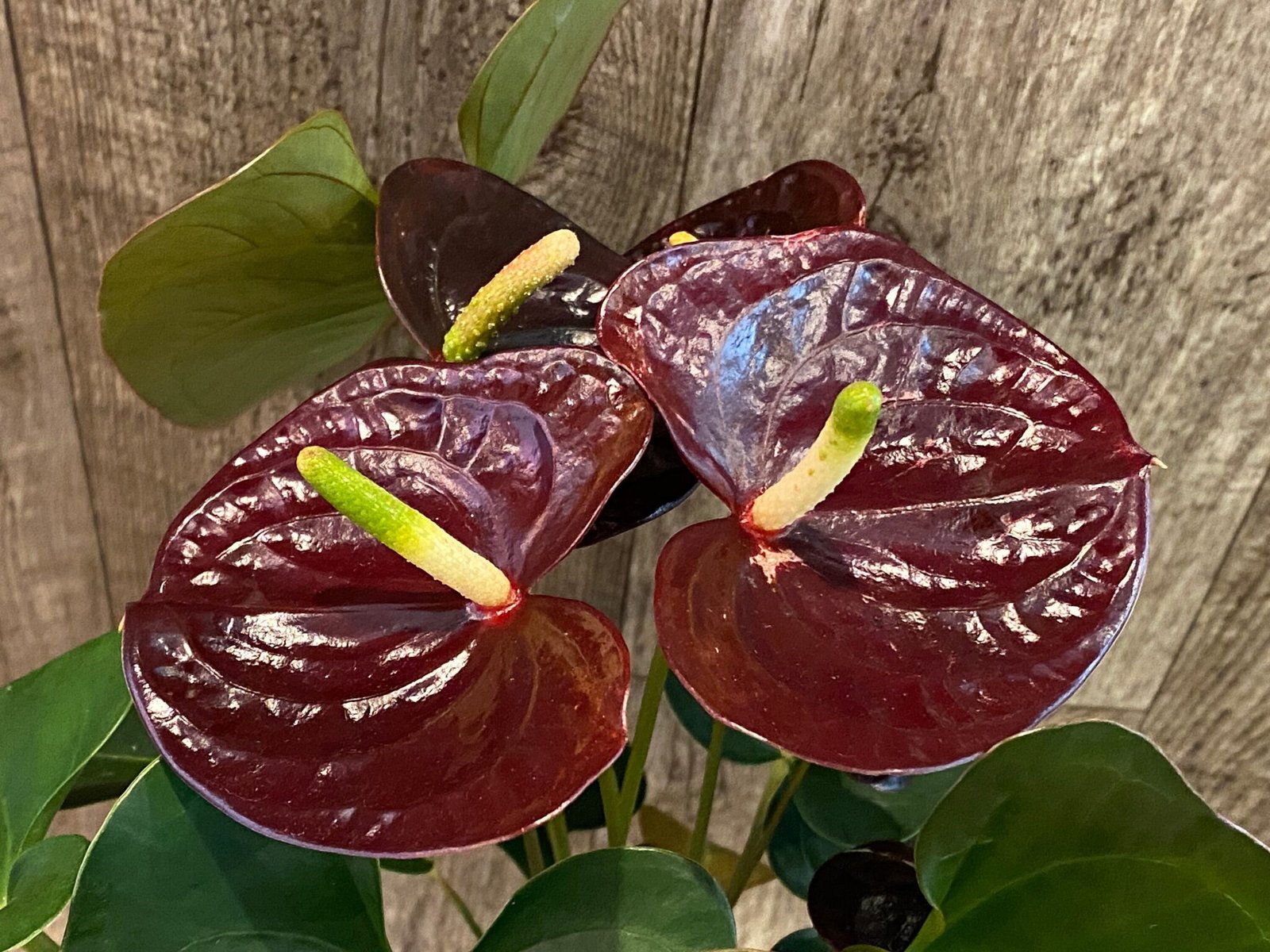 Anthurium Dark Brown Chocolate (5” pot) - Everything Orchids