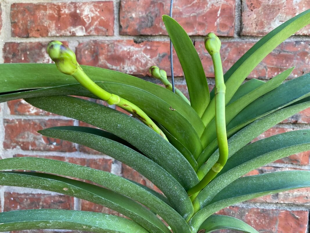 Huge Vanda Kulwadee Fragrance 3 Spikes with 2 New Growths - Everything ...