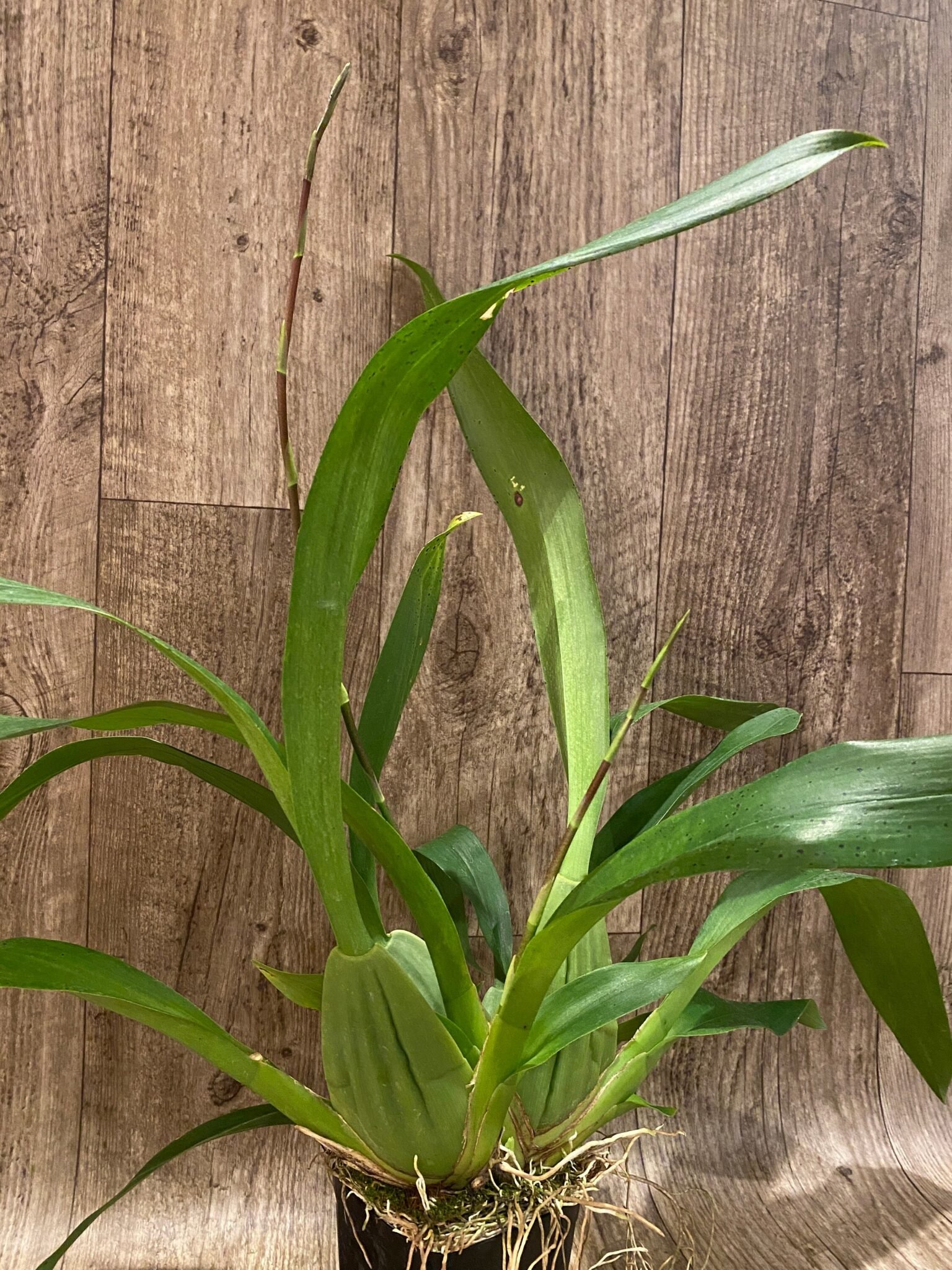 Double Tall Spikes – Oncidium Sharry Baby ‘Sweet Fragrance’ Huge Plants ...