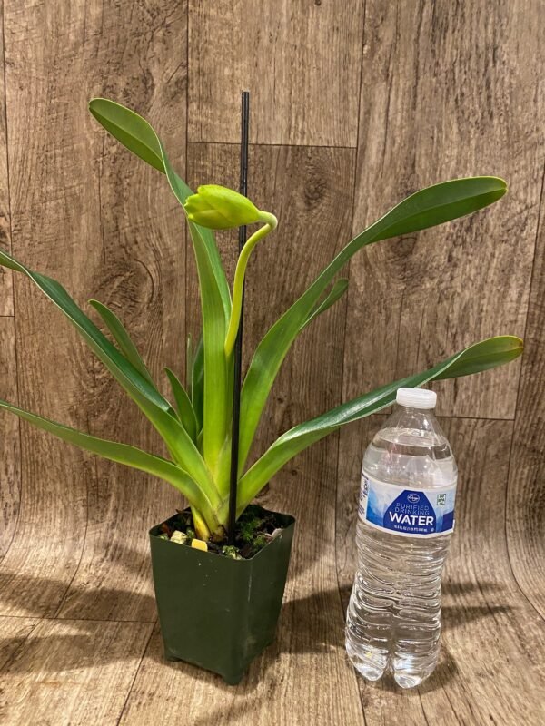 IN SPIKE – Paphiopedilum QF Yellow Bird (Paph. Toni Stemple x lowii ...