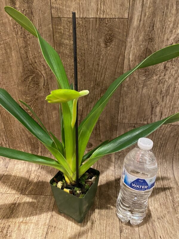IN SPIKE – Paphiopedilum QF Yellow Bird (Paph. Toni Stemple x lowii ...