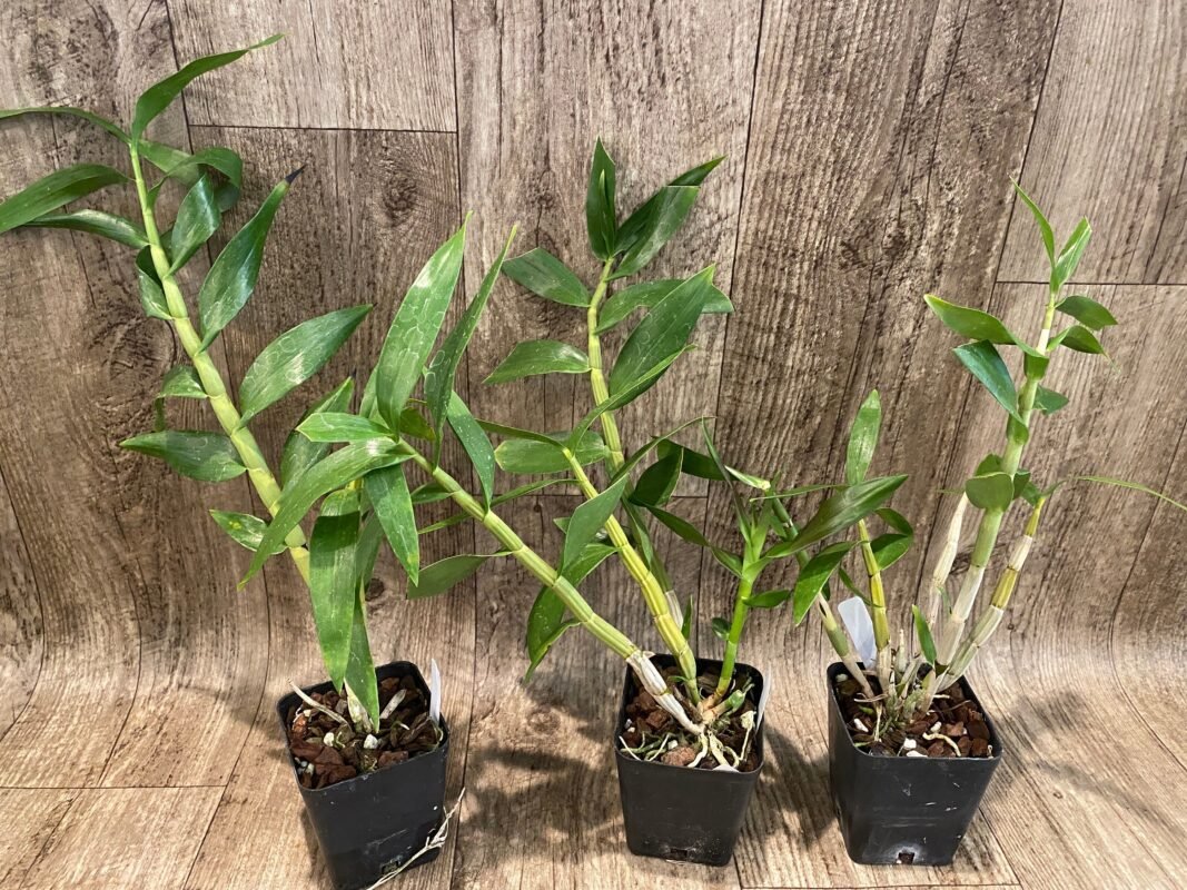Dendrobium smilliae (3.5” pot) - Everything Orchids