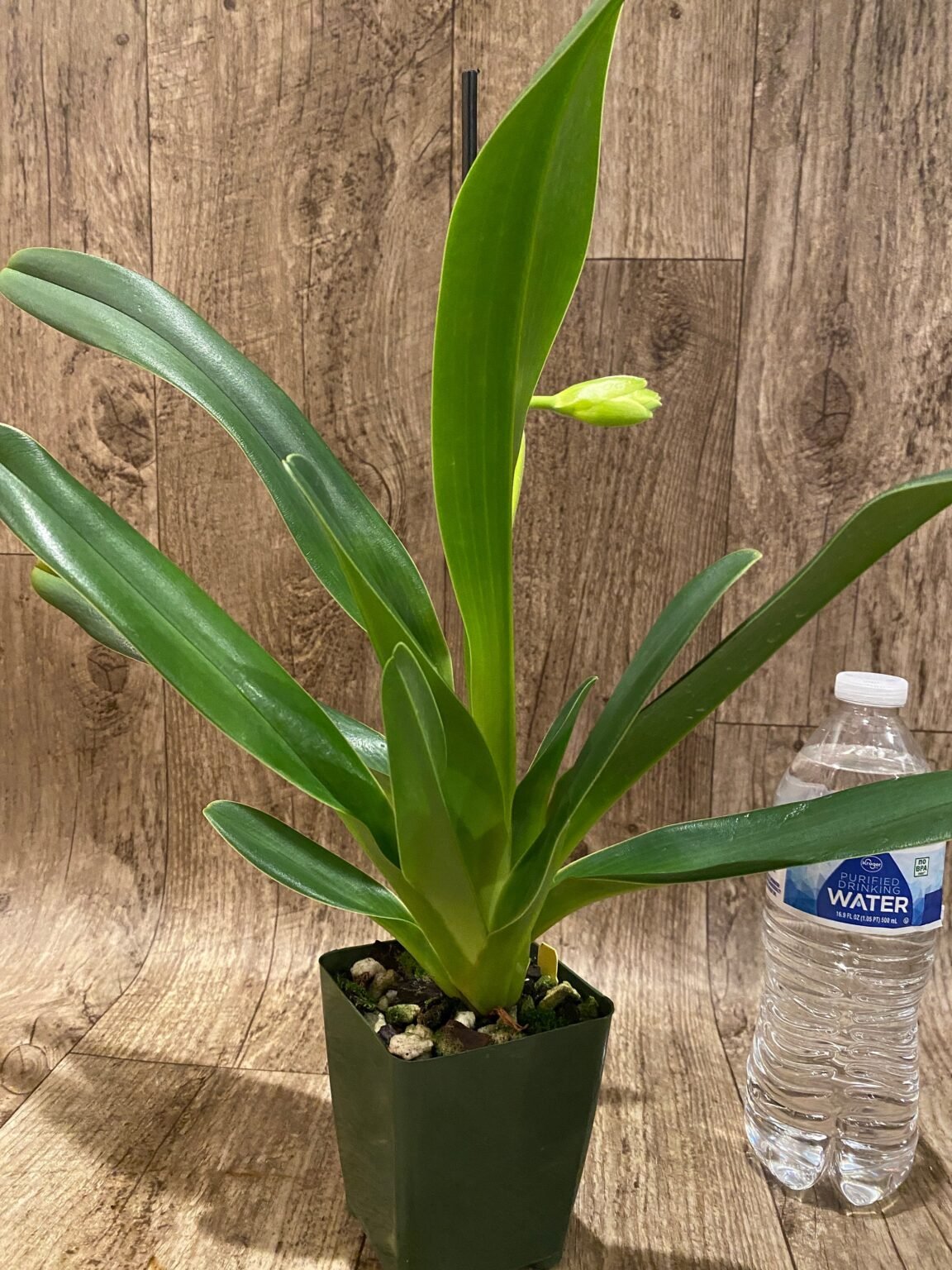 IN SPIKE – Paphiopedilum QF Yellow Bird (Paph. Toni Stemple x lowii ...