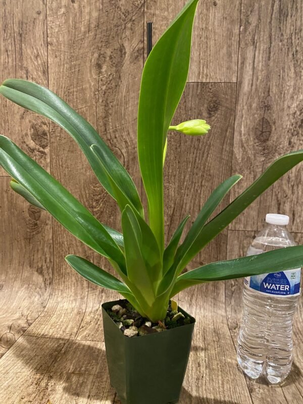 IN SPIKE – Paphiopedilum QF Yellow Bird (Paph. Toni Stemple x lowii ...