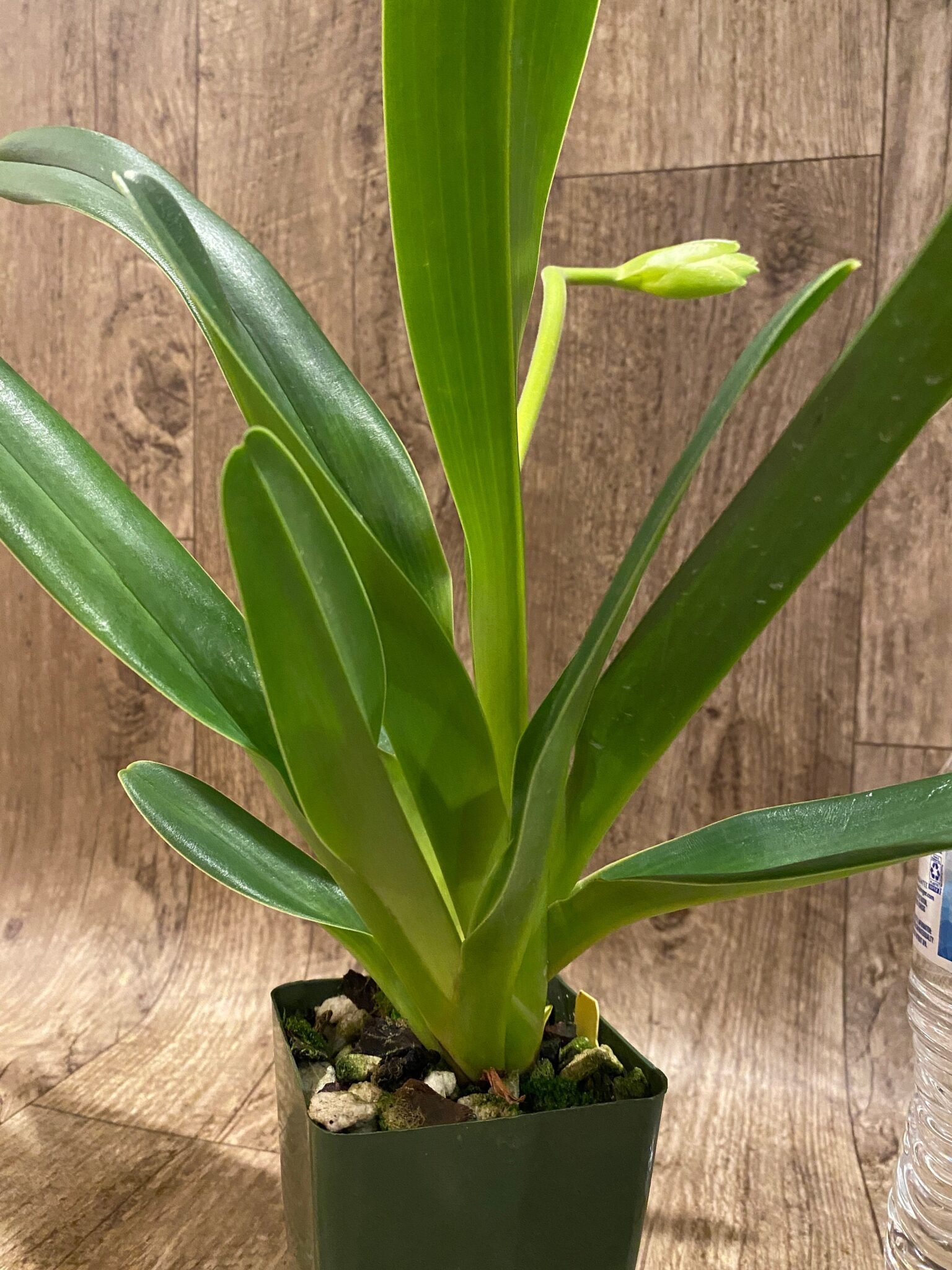 IN SPIKE – Paphiopedilum QF Yellow Bird (Paph. Toni Stemple x lowii ...