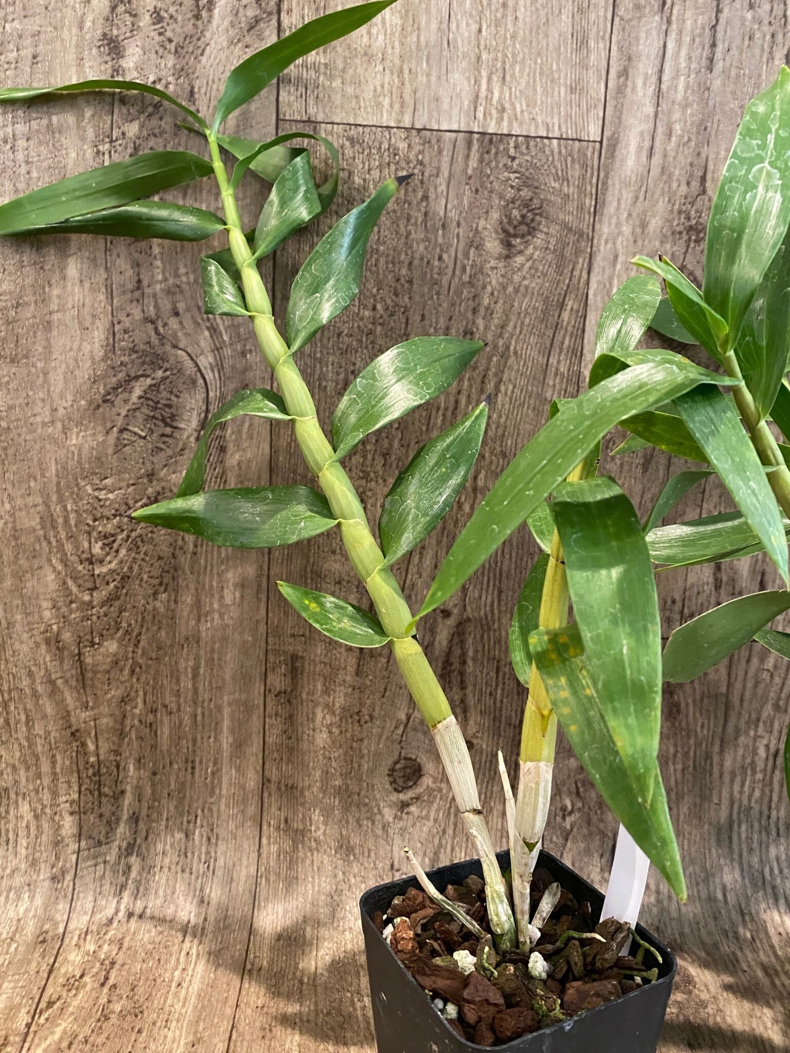 Dendrobium smilliae (3.5” pot) - Everything Orchids