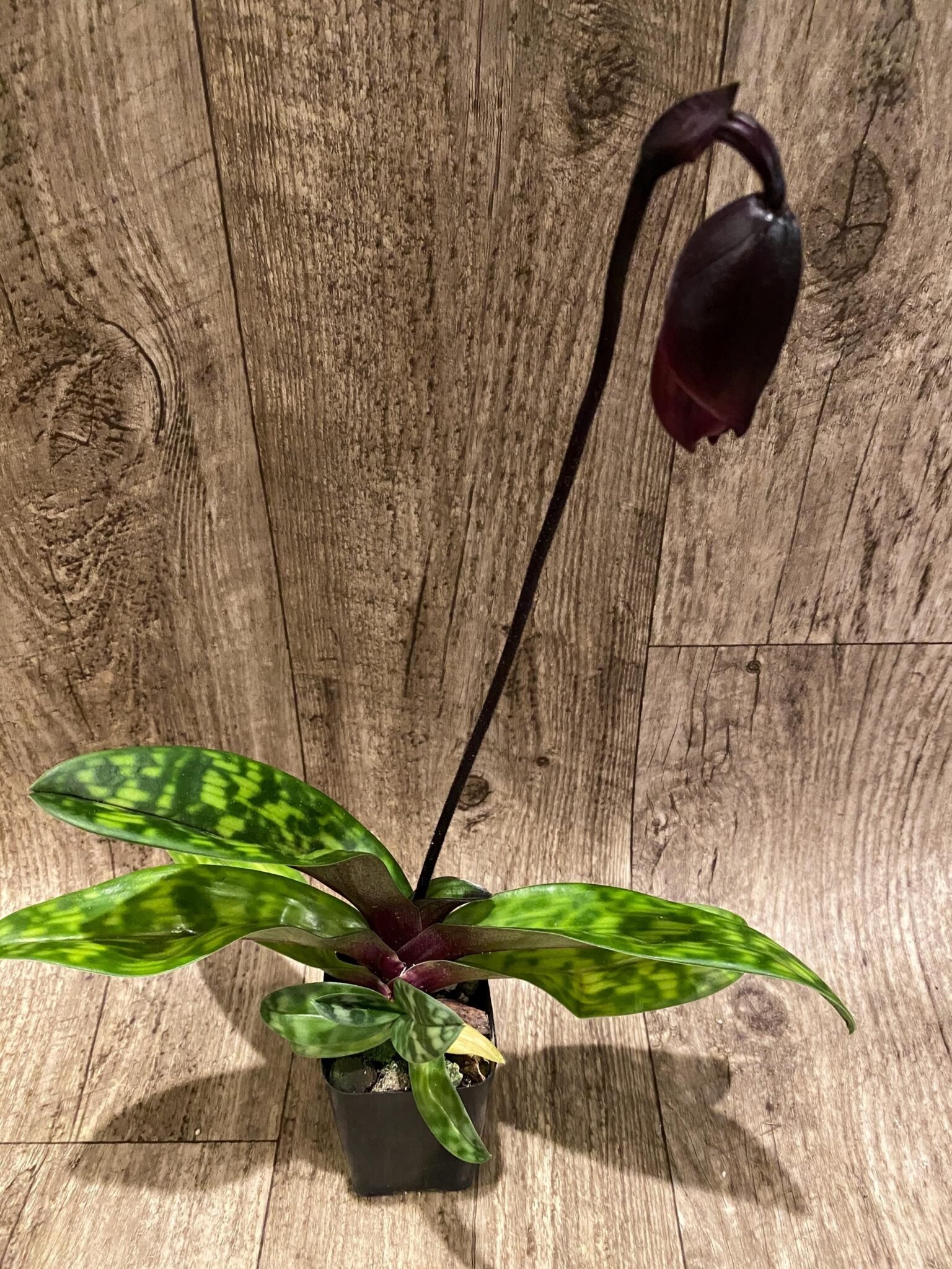 In Spike Paphiopedilum Hanabiko ‘Gorilla’ × Wood Wonder ‘Select’ (2.5 ...
