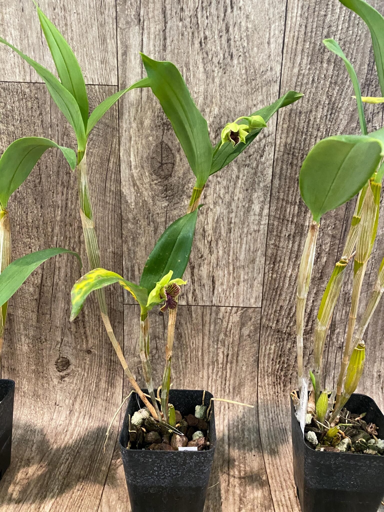 Dendrobium Green Flash (Andree Millar x convolutum) (3.5” pot ...