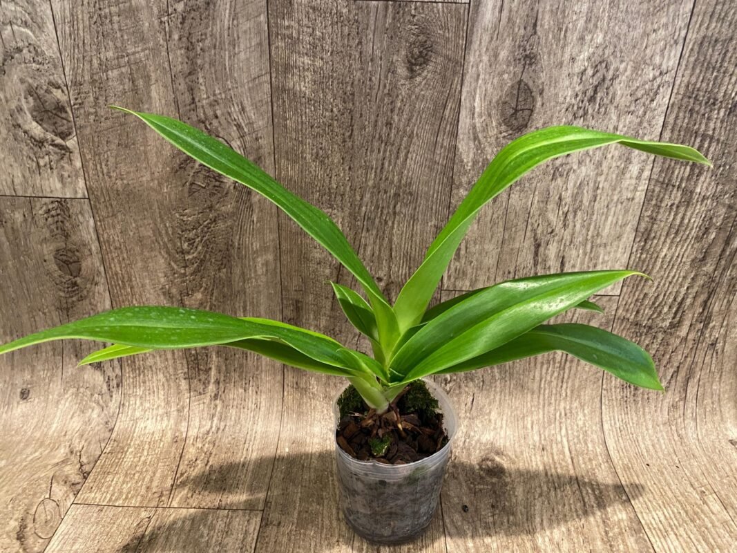 Rare Phrag. Acker’s Classic (Twilight ‘Rising Rocket’ 4N x kovachii ...