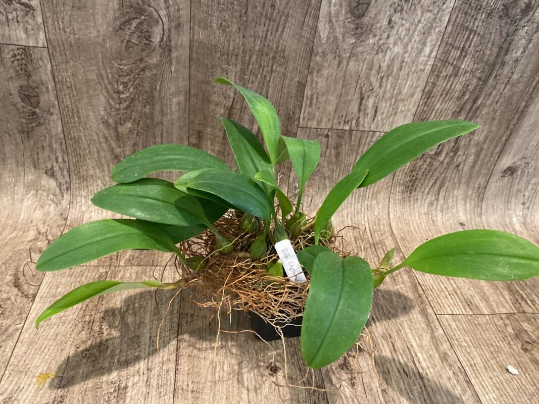 Bulbophyllum claptonense blooming Size Overgrowth (3.5” Pot ...
