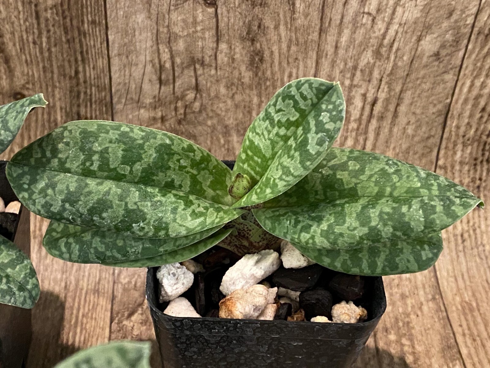 In Bud Paphiopedilum venustum x sib (3.5” pot) - Everything Orchids