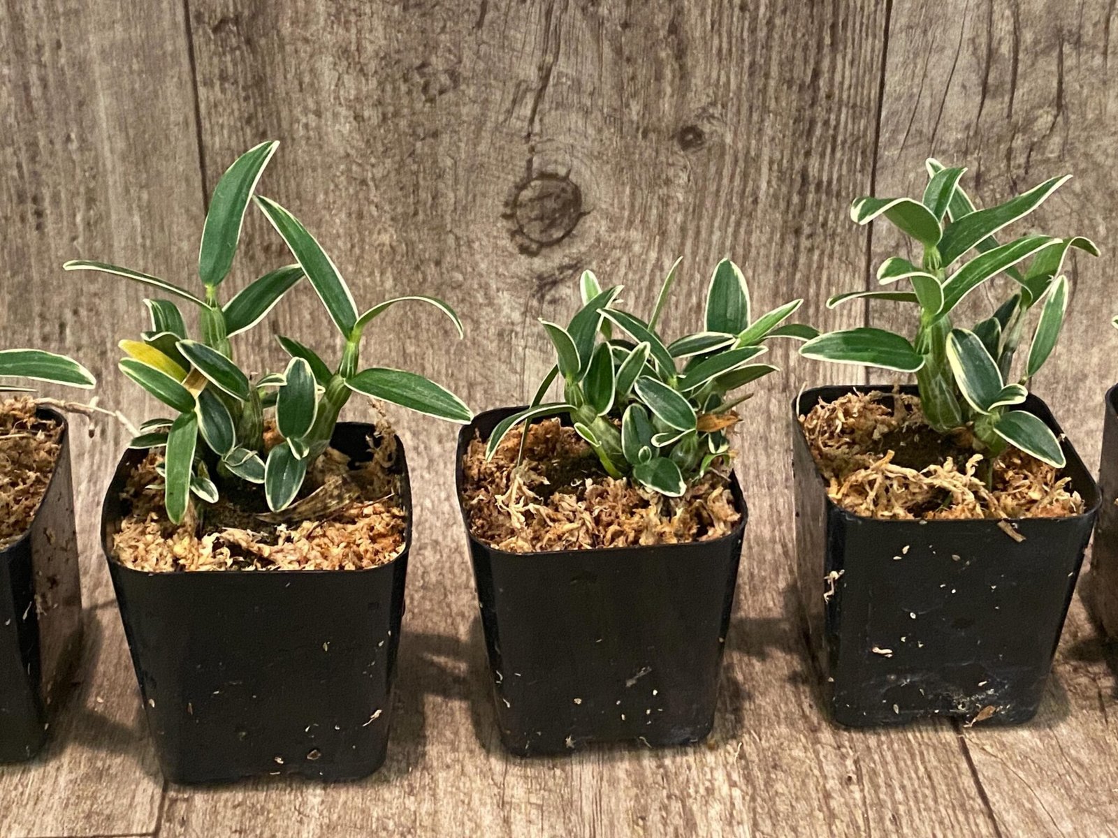 Variegated Dendrobium affine moniliforme (2” pot) - Everything Orchids
