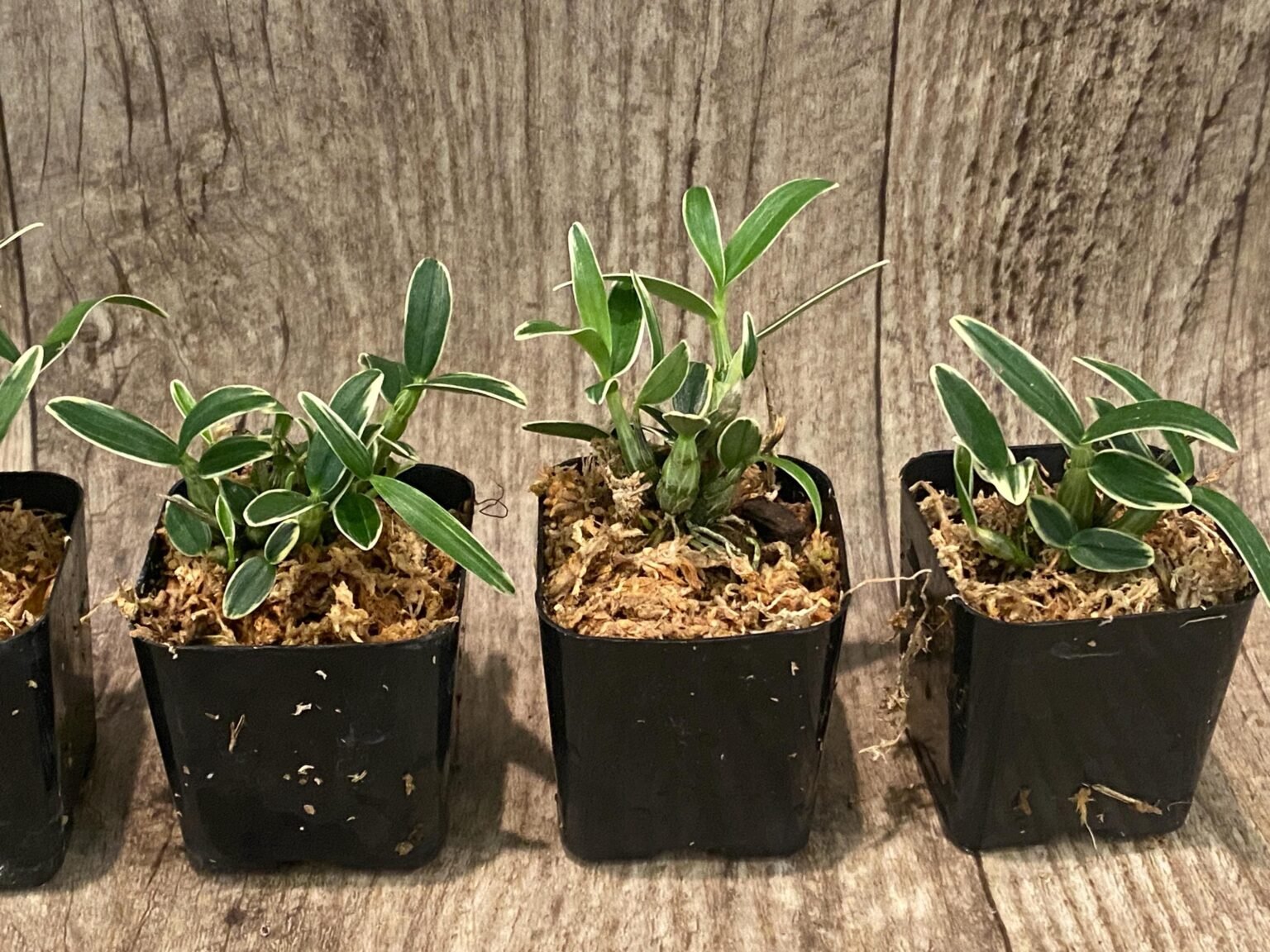 Variegated Dendrobium affine moniliforme (2” pot) - Everything Orchids