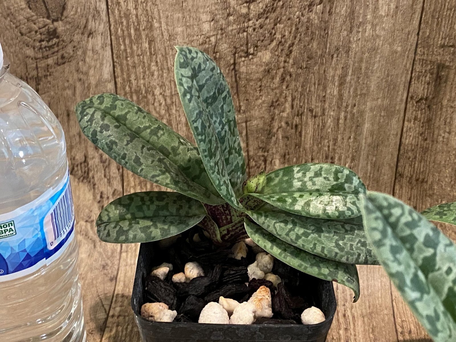 In Bud Paphiopedilum venustum x sib (3.5” pot) - Everything Orchids