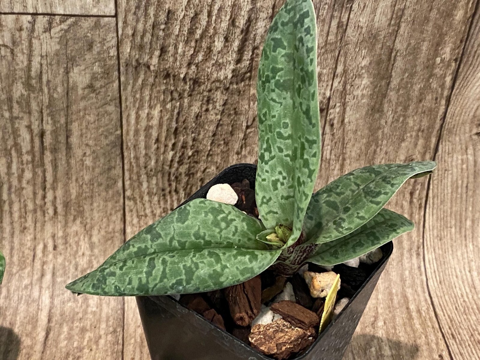 In Bud Paphiopedilum venustum x sib (3.5” pot) - Everything Orchids