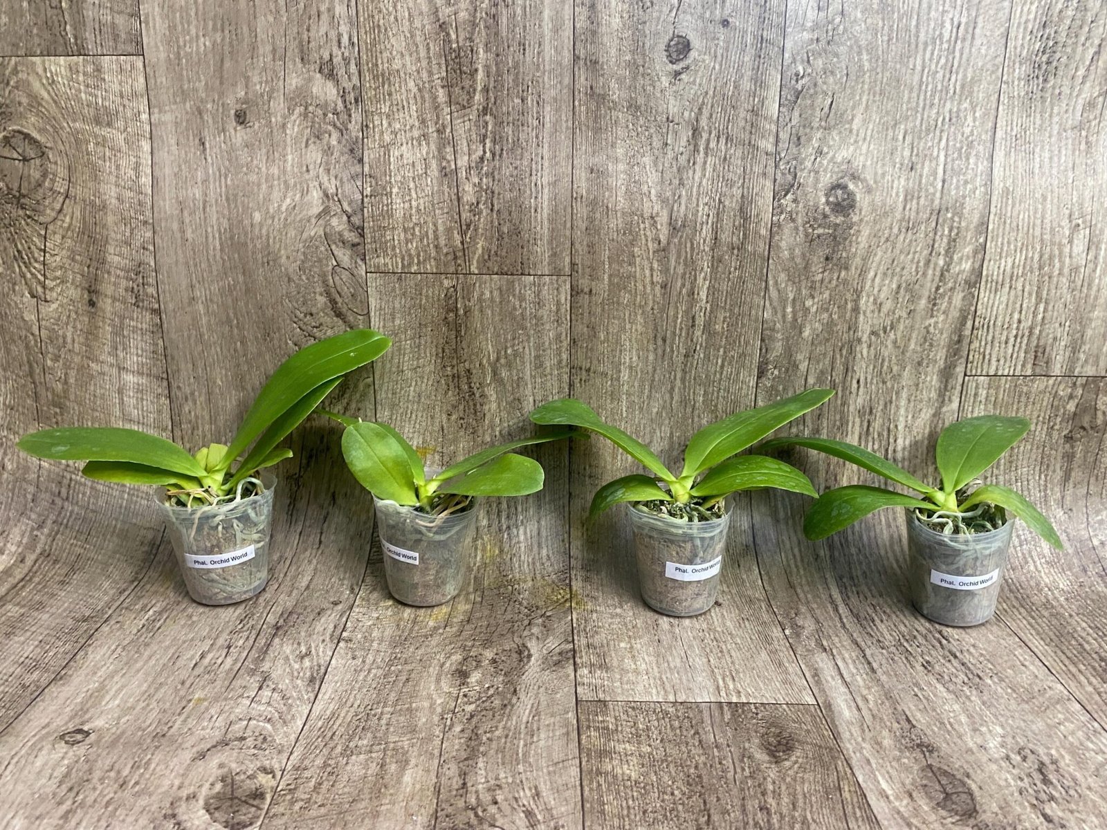 Fragrant Phalaenopsis Orchid World ‘Bonnie Vasquez’ (2.5″ pot ...