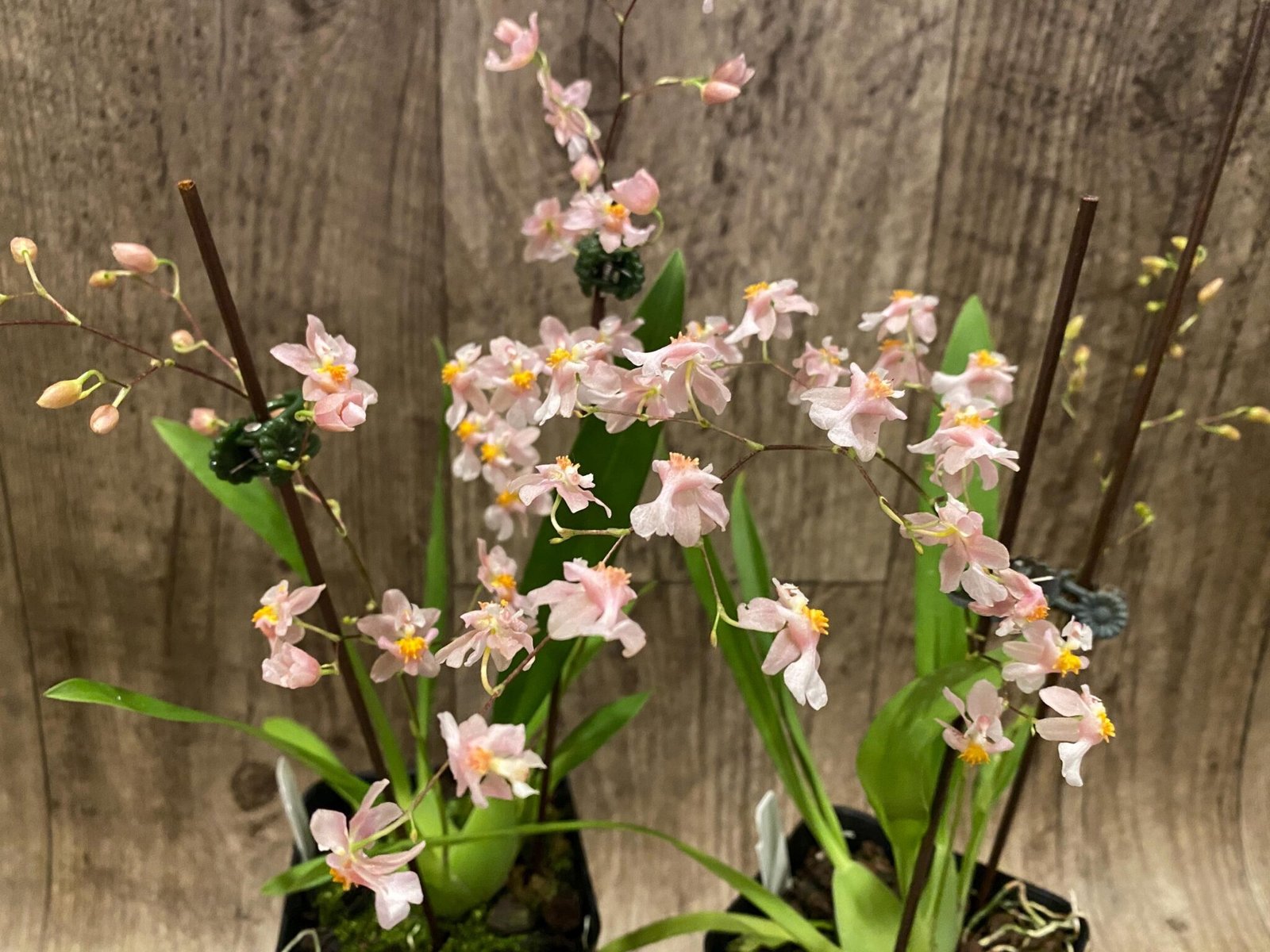 In Spikes Fragrant Mini Oncidium Misaki Twinkle Oby (3.5” Pot ...