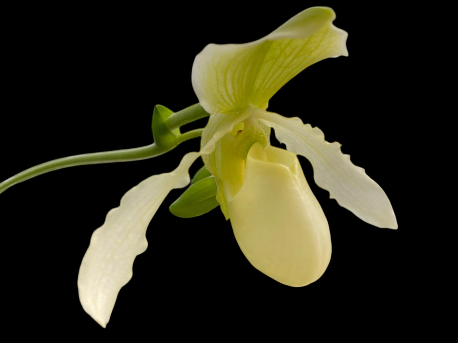 Paph. Joseito ‘#2’ × Toni Semple ‘Eve’ Blooming Size (3.5” pot ...