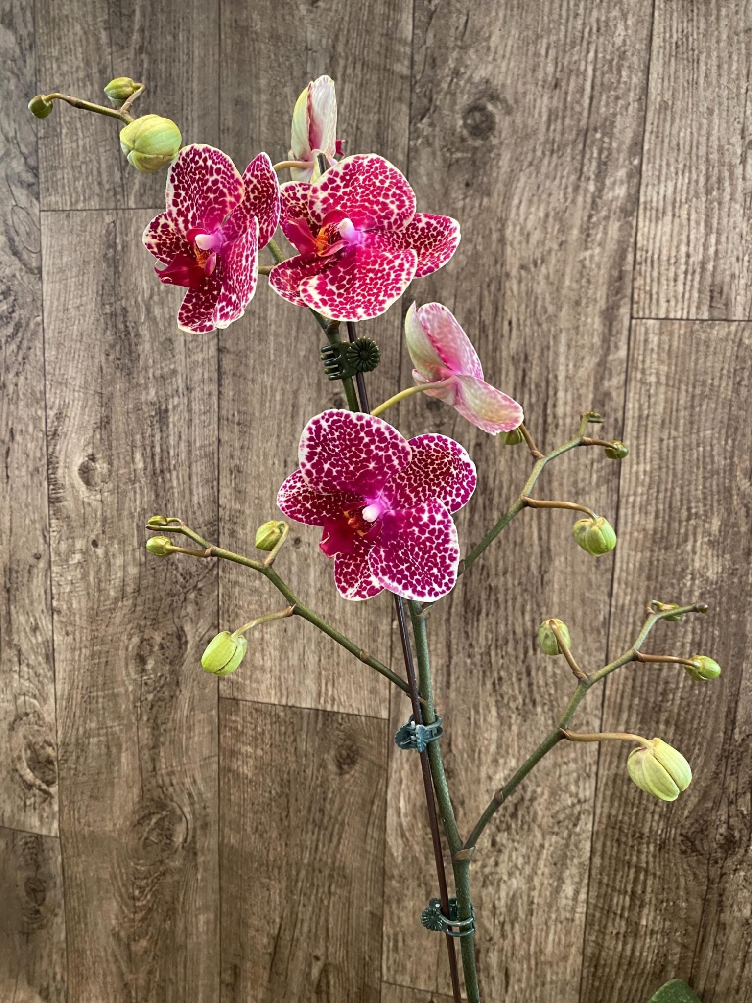 33” Tall Spikes Phalaenopsis OX Red Seasame (4.5″ pot) - Everything Orchids