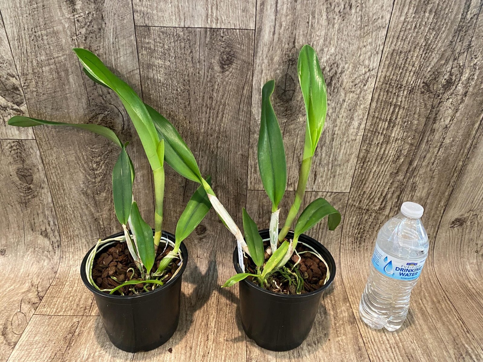 In Sheath Rlc. Amazing Bangkok (5″ pot) - Everything Orchids