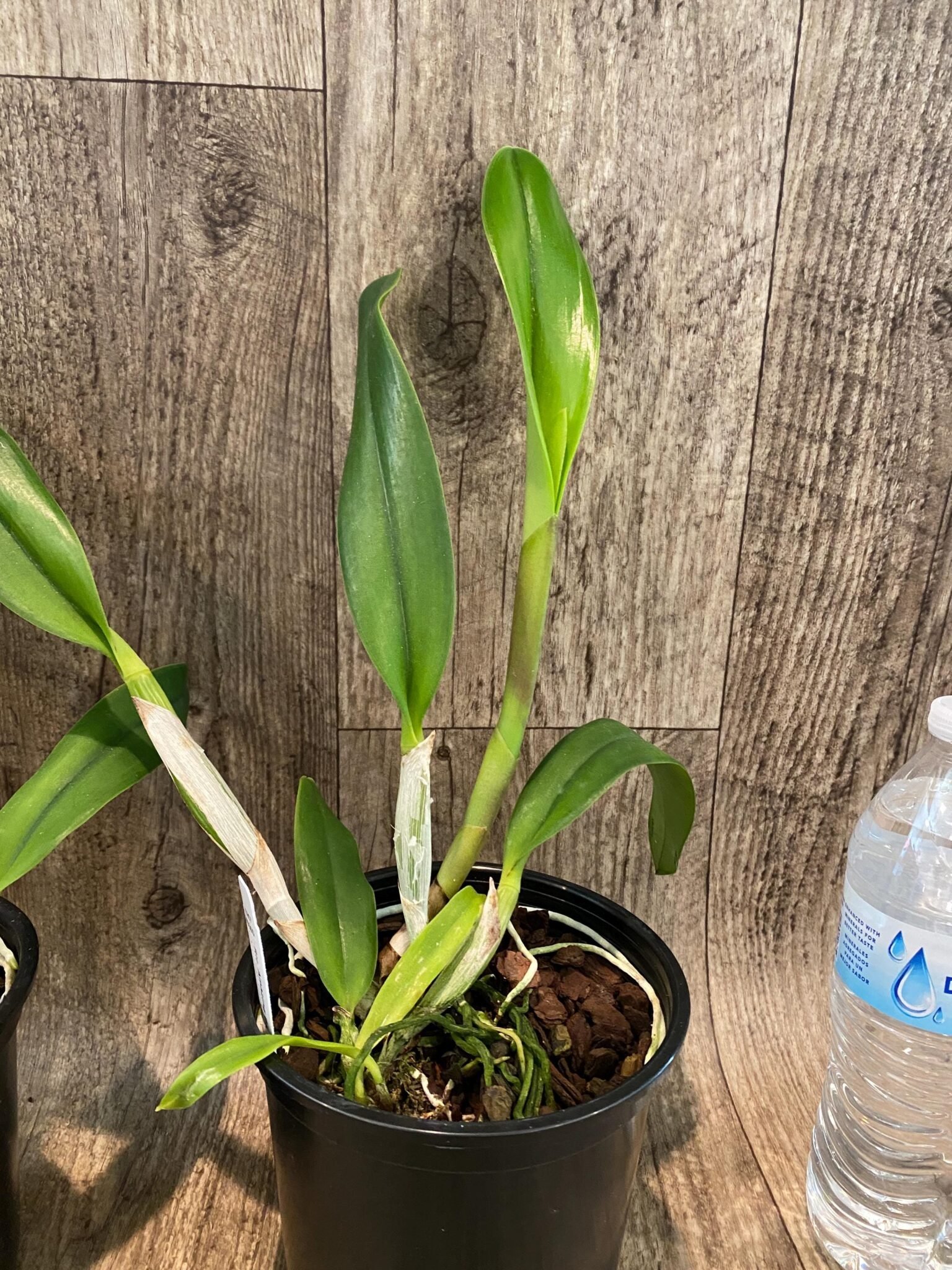 In Sheath Rlc. Amazing Bangkok (5″ pot) - Everything Orchids