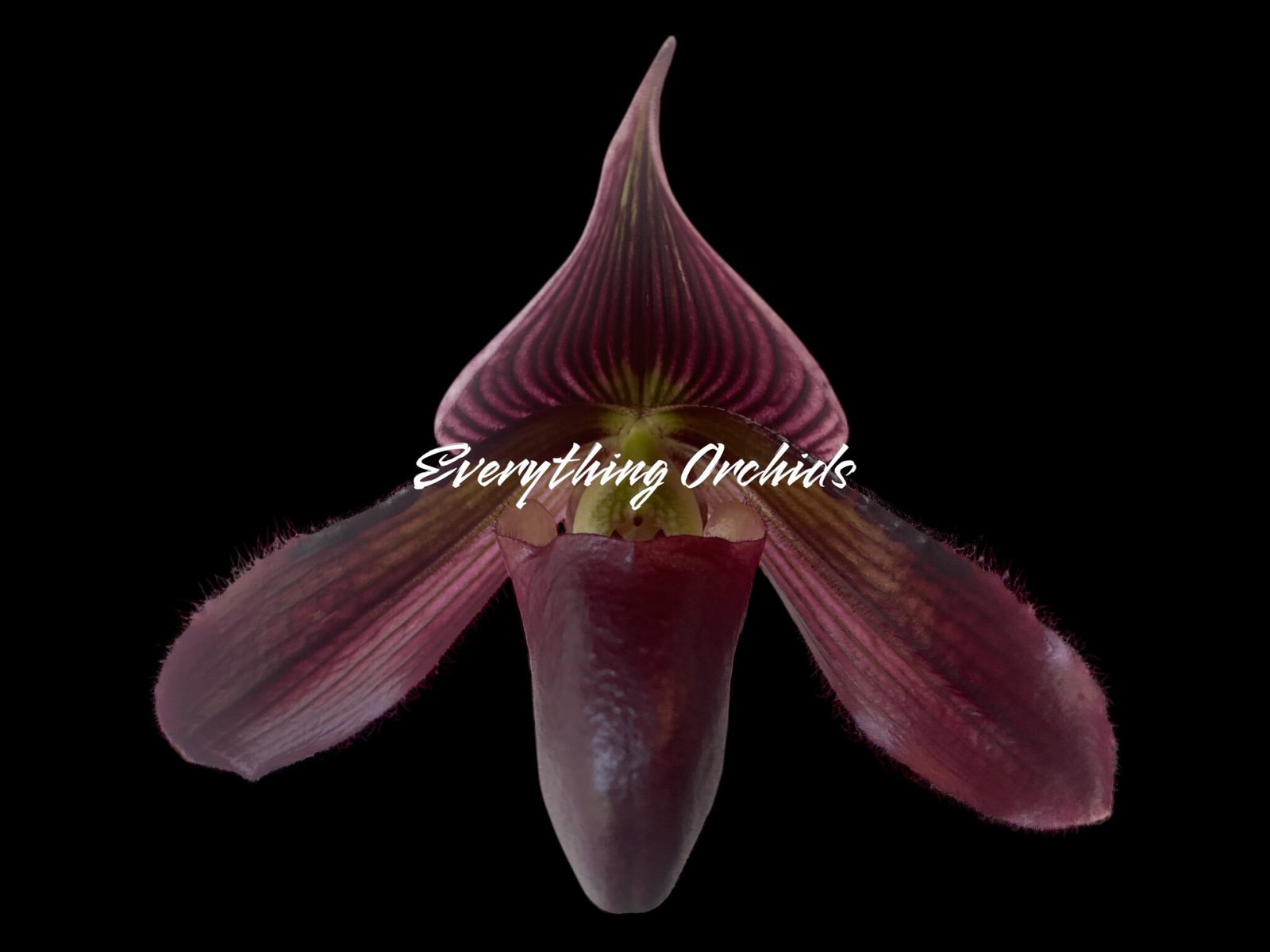 In Spike/ Bud Paphiopedilum QF Space Walk (QF Voodoo × Avenue Azhar) (3.5” pot) - Everything Orchids