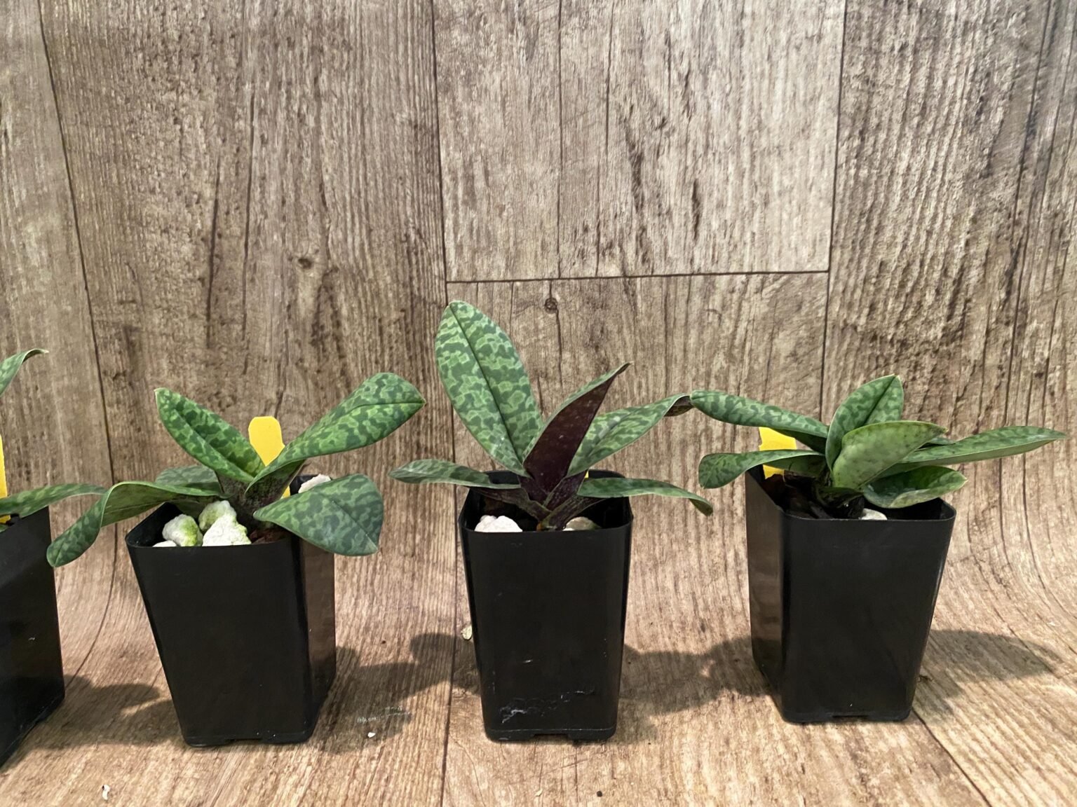 Paphiopedilum venustum x sib (2″ pot) - Everything Orchids
