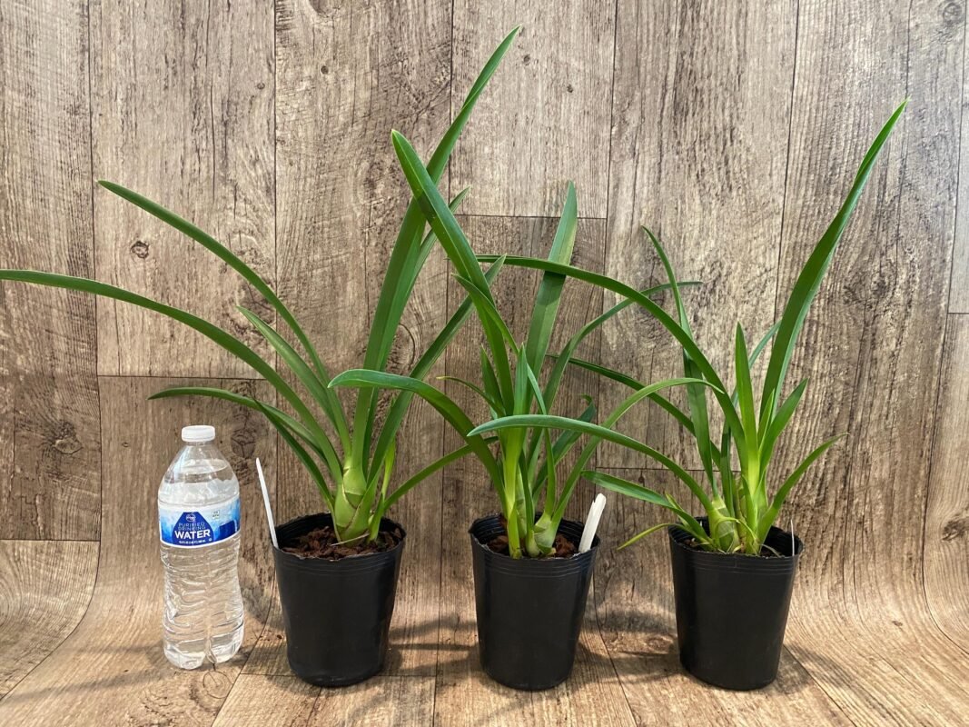 Cymbidium Little Black Sambo ‘Black Magic’ (4” Pot) - Everything Orchids