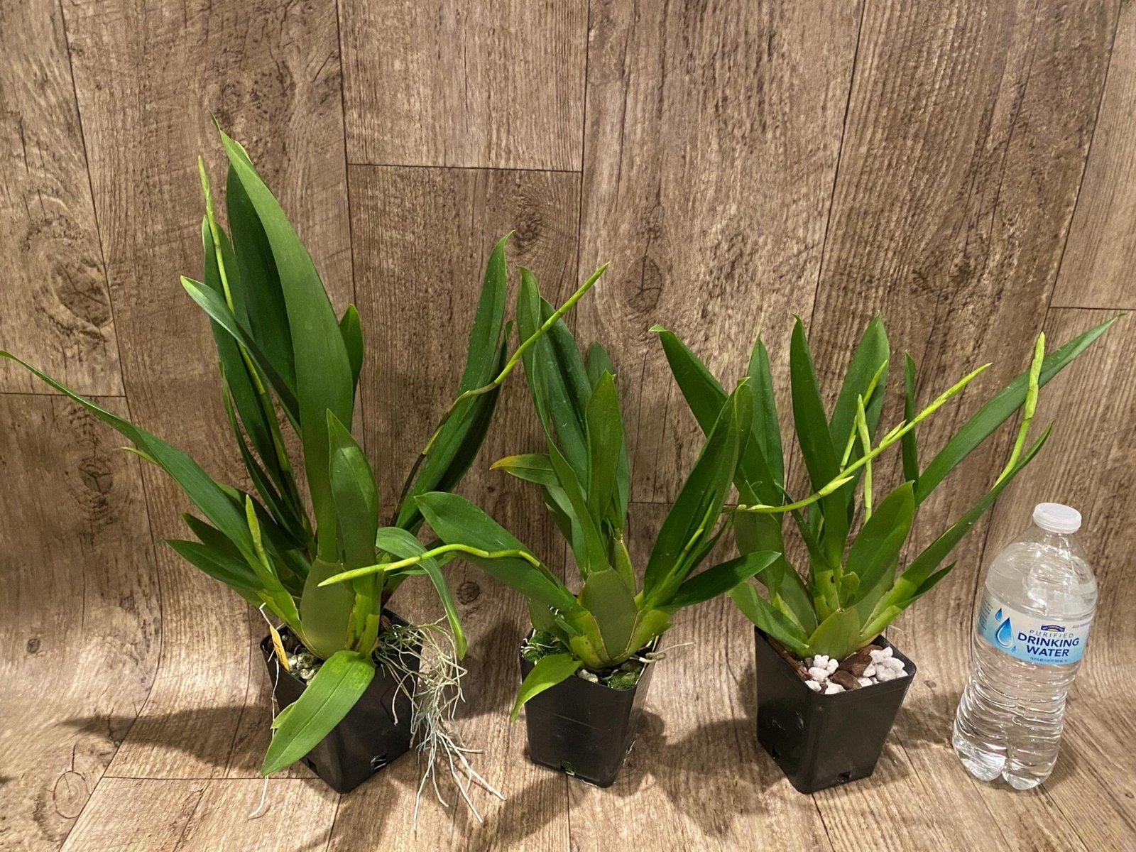 Triple Spikes Vuylstekeara Carnival ‘Rio’ (3.5” Pot) - Everything Orchids
