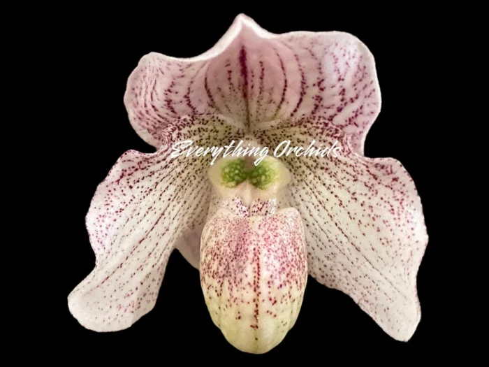 Paph. Angela (fairrieanum x niveum) (2” pot) - Everything Orchids
