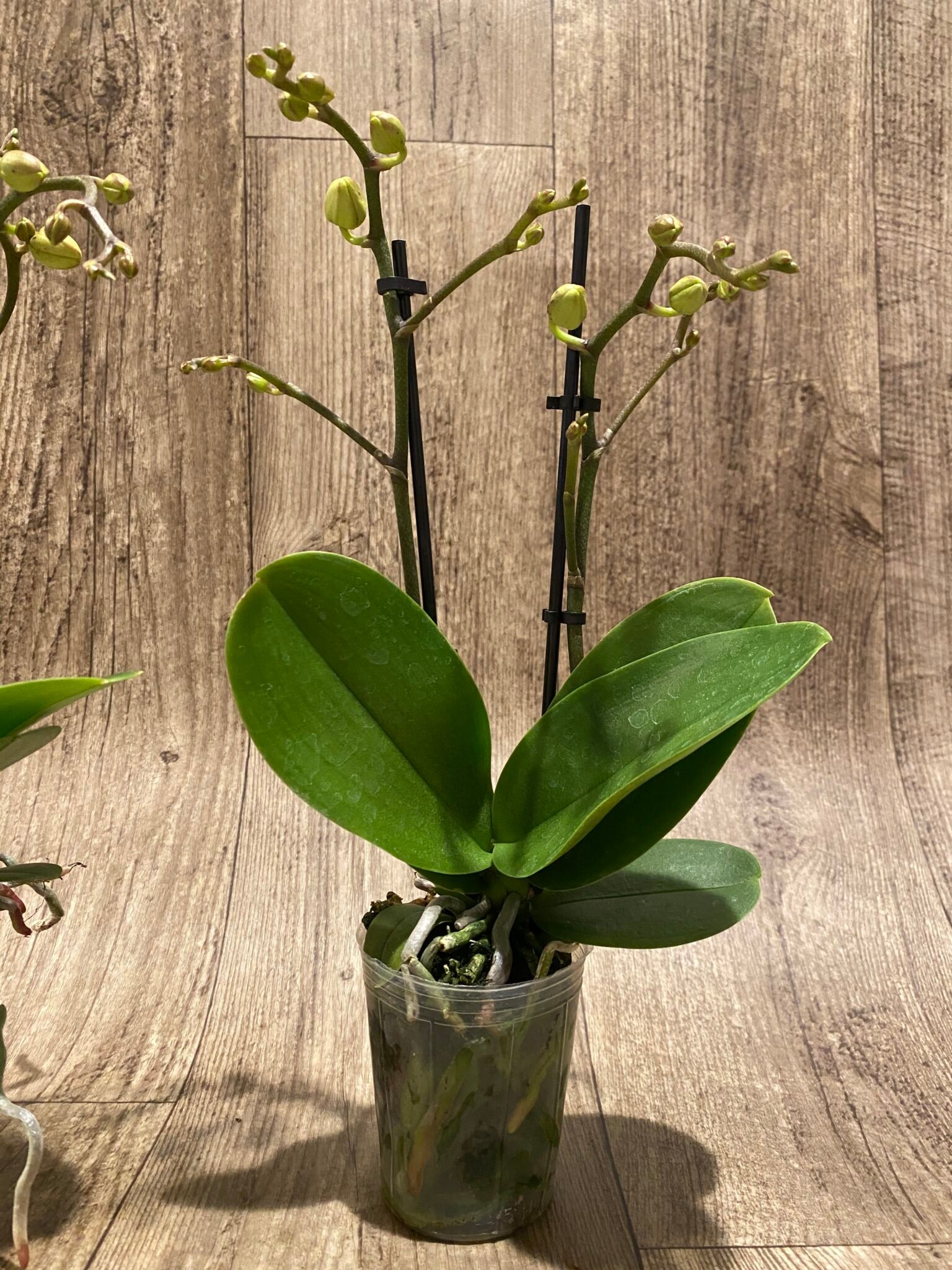 Double Spikes Phal. Happy Mark x Phal. Amabilis (3.5″ pot) - Everything ...